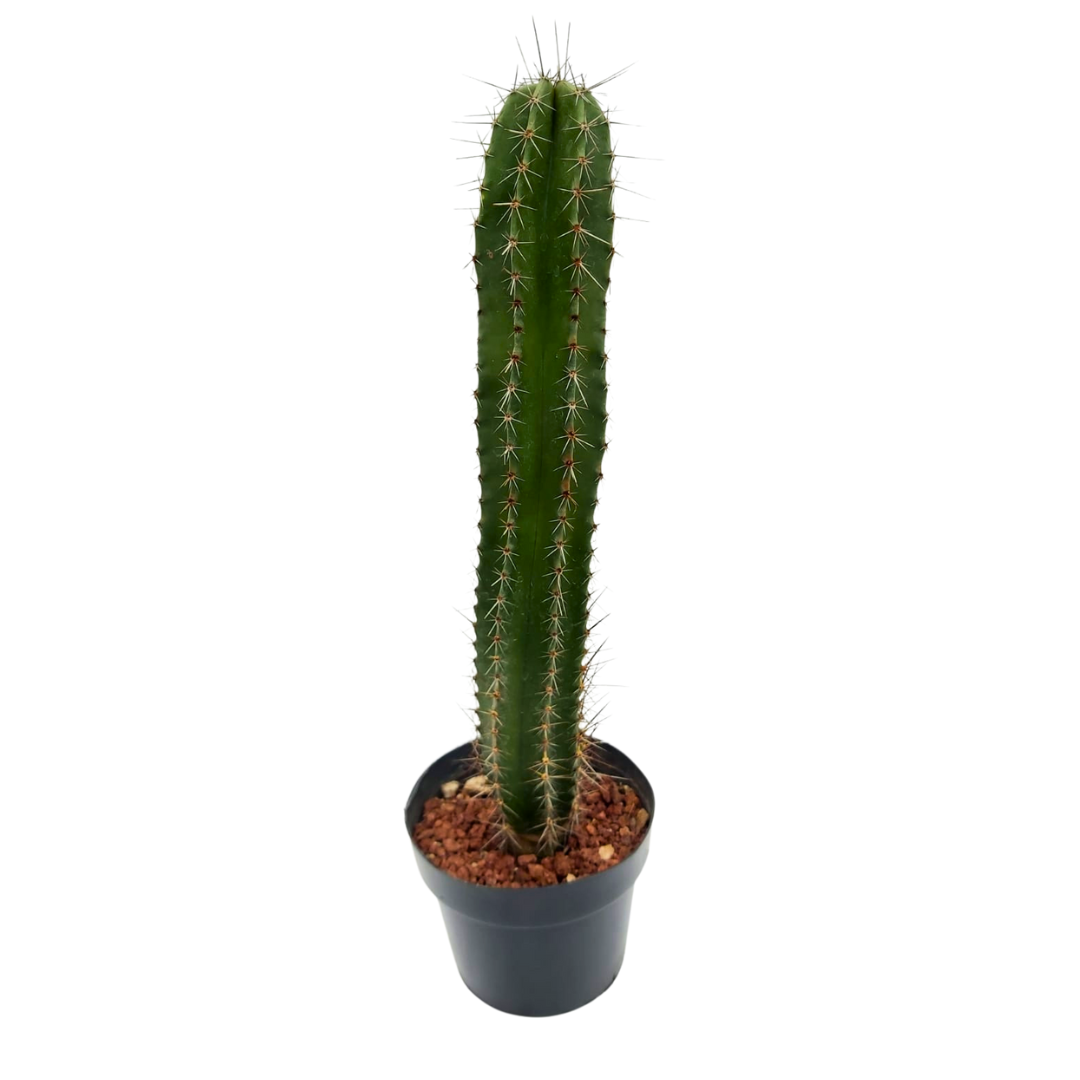 Cactus Pitayo – Vivo Interior